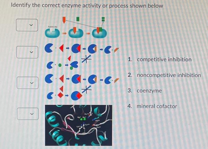 Solved Identify the correct enzyme activity or process shown | Chegg.com