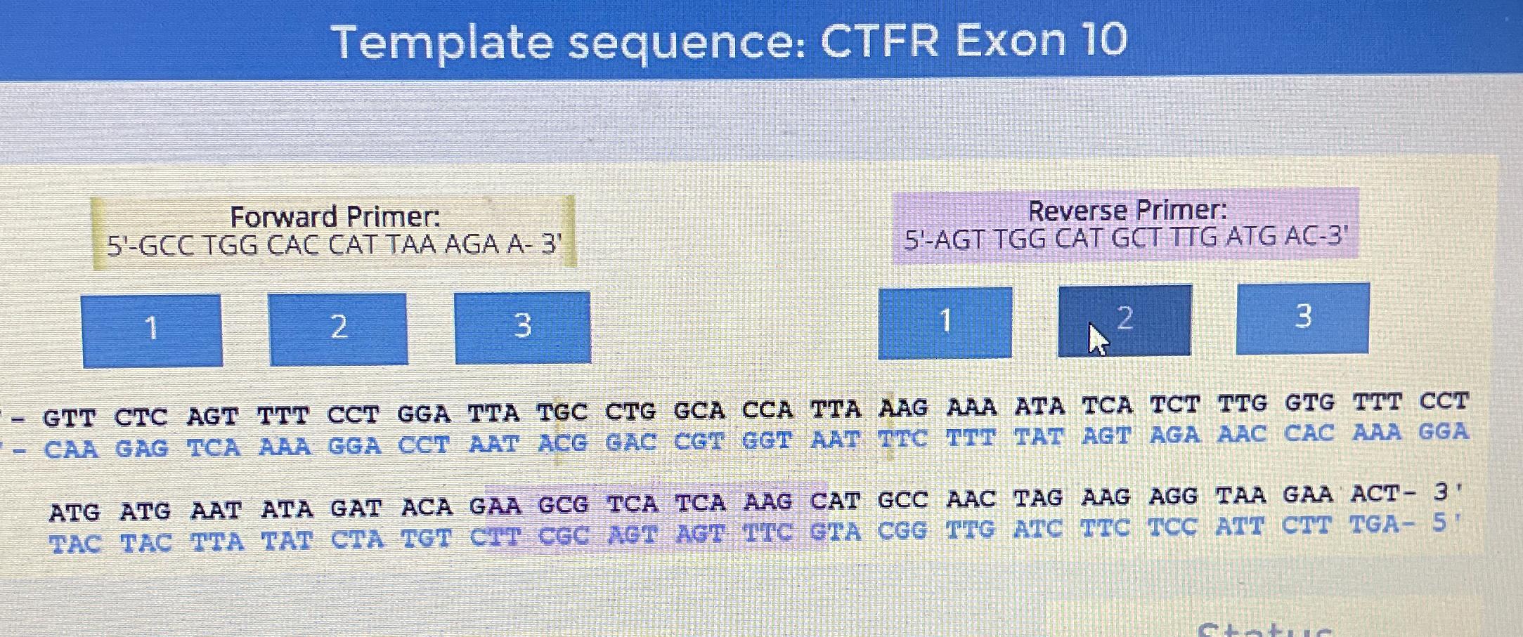 Solved Template sequence: CTFR Exon 10Forward Primer:5'-GCC | Chegg.com