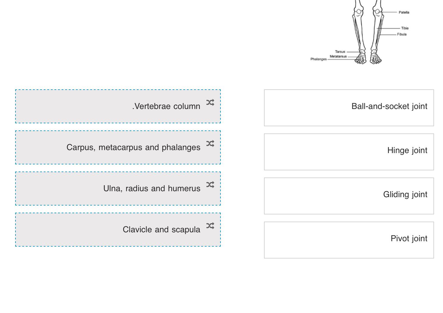 Solved match the name of the joint to the type of bones | Chegg.com