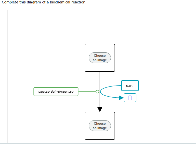Solved Complete this diagram of a biochemical reaction. | Chegg.com