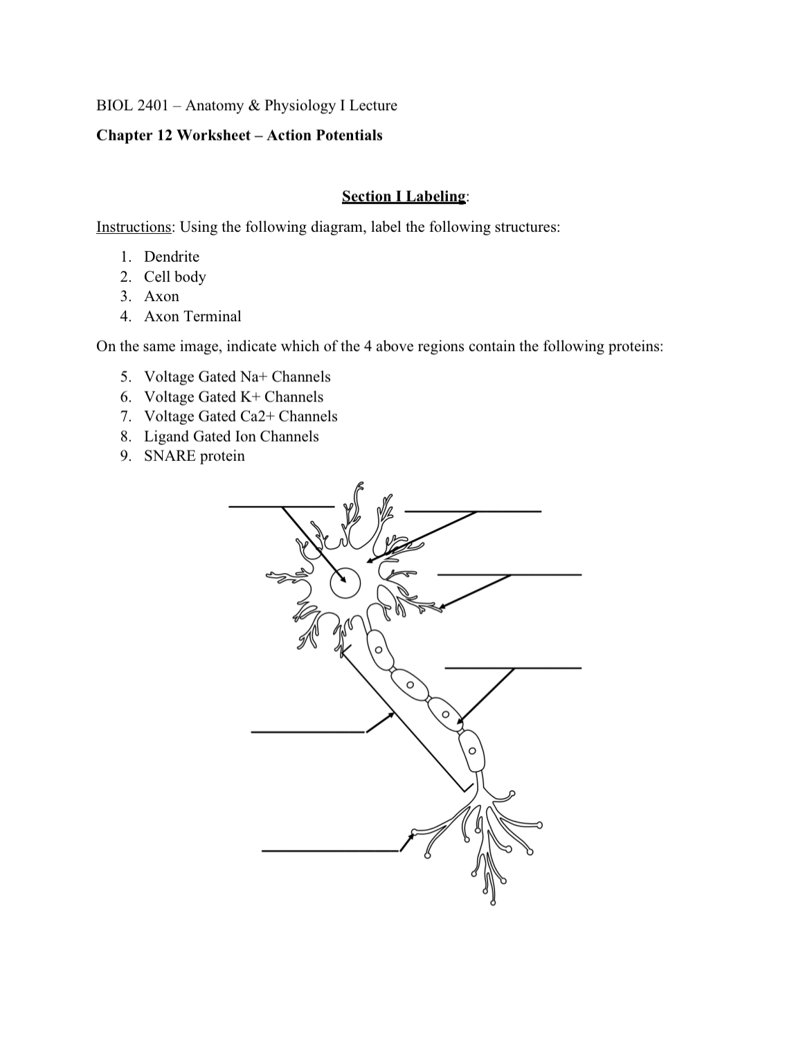 Solved BIOL 2401 - ﻿Anatomy & Physiology I LectureChapter 12 | Chegg.com
