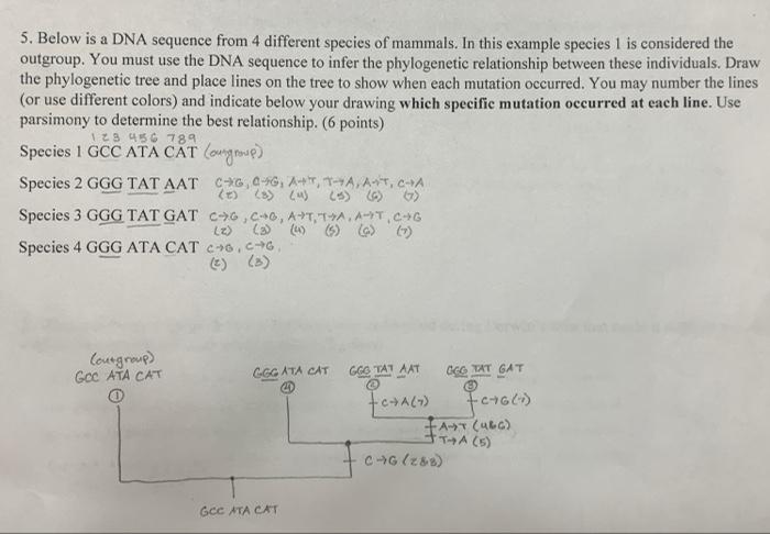 Solved 5. Below is a DNA sequence from 4 different species | Chegg.com