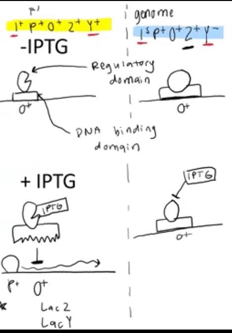 Solved 3. A merodiploid (shown below) is produced. Diagram | Chegg.com
