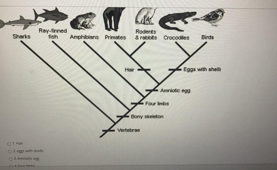 Solved QUESTION 30 According to the phylogenetic diagram | Chegg.com