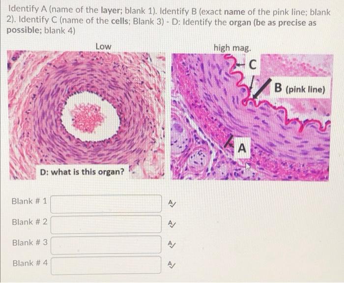 Solved Identify A (name of the layer; blank 1). Identify B | Chegg.com