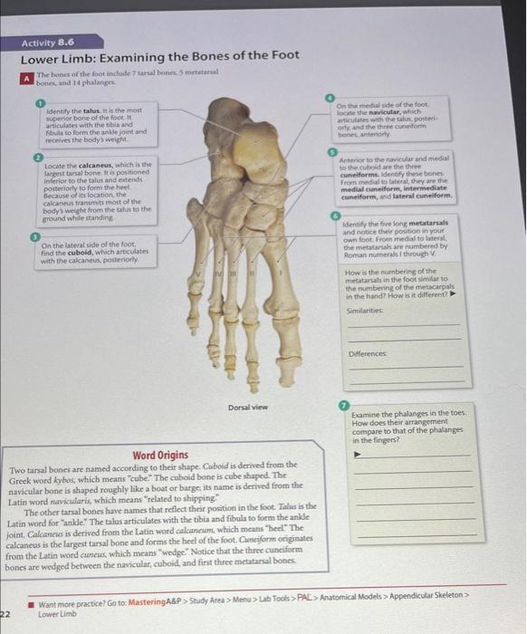 Solved Lower Limb: Examining the Bones of the Foot How does | Chegg.com