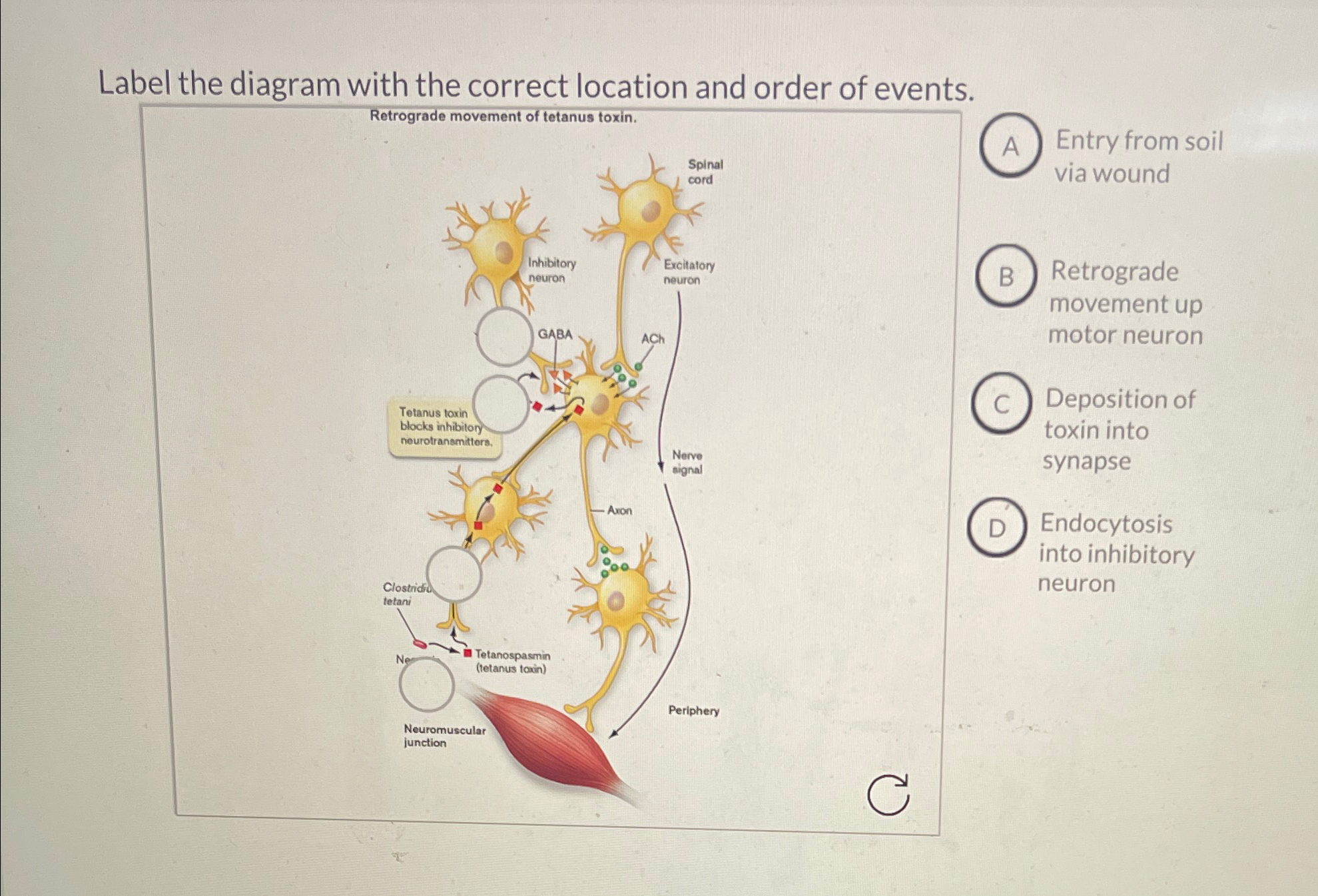 Label the diagram with the correct location and order | Chegg.com
