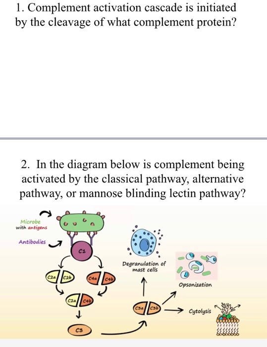 Solved 1. Complement activation cascade is initiated by the | Chegg.com