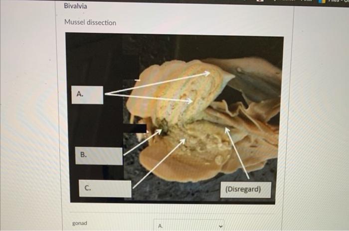 Solved Bivalvia Mussel dissection A. B. C. (Disregard) gonad | Chegg.com
