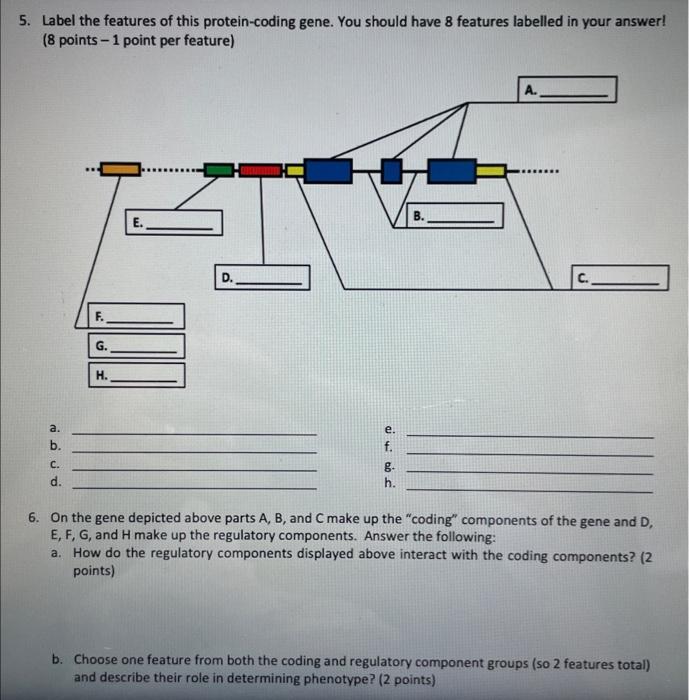 Solved Answer the following questions about gene structure | Chegg.com