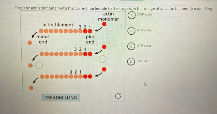 Solved ADP-actin Drag the actin monomer with the correct | Chegg.com