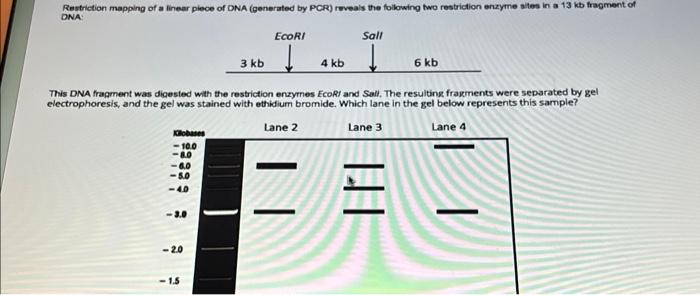 Solved This DNA fragment was digested with the restriction | Chegg.com