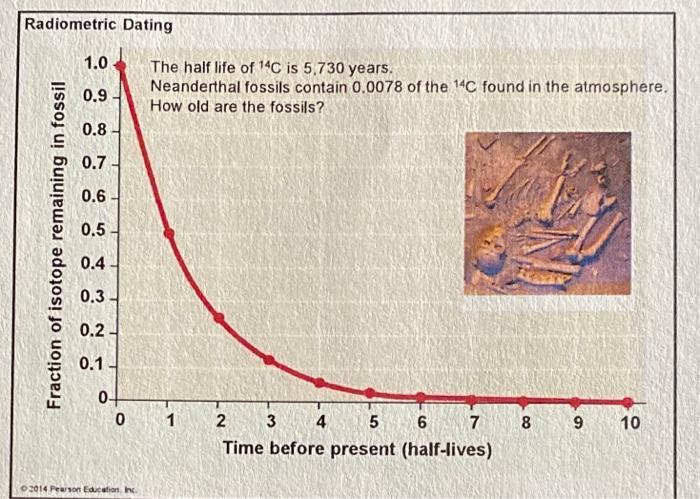 Radiometric Dating 4. 1.0 The half life of 14C is | Chegg.com