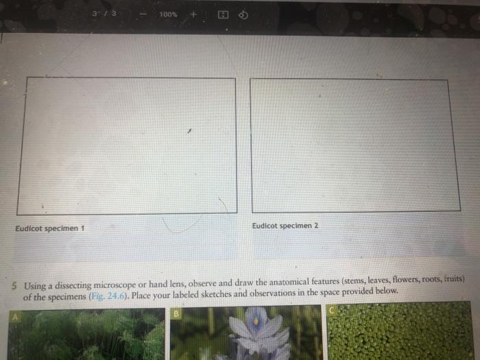 Solved Basaldicot specimen 1 Basal dicot specimen 2 4 Using | Chegg.com