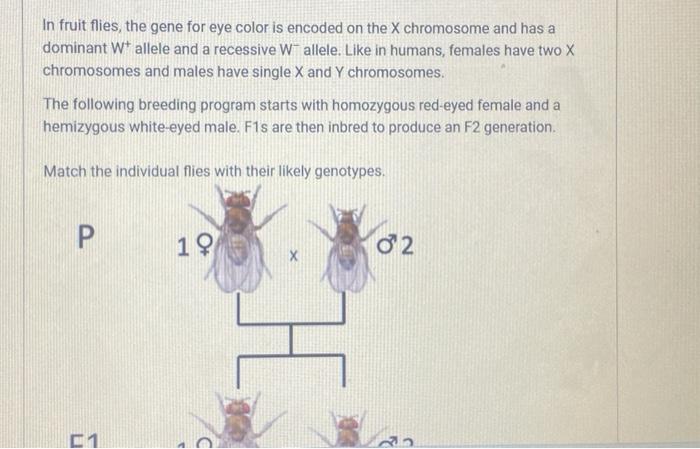 Solved In fruit flies, the gene for eye color is encoded on | Chegg.com