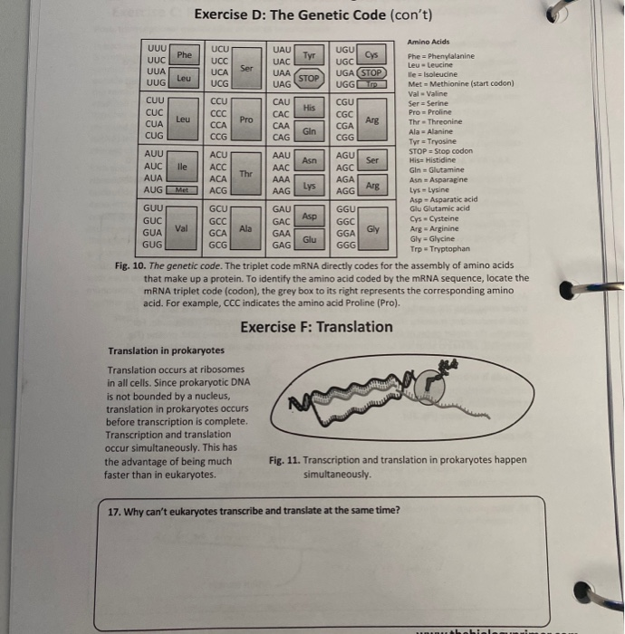 Solved Exercise D: The Genetic Code (con't) cys Pro Pro Ser | Chegg.com