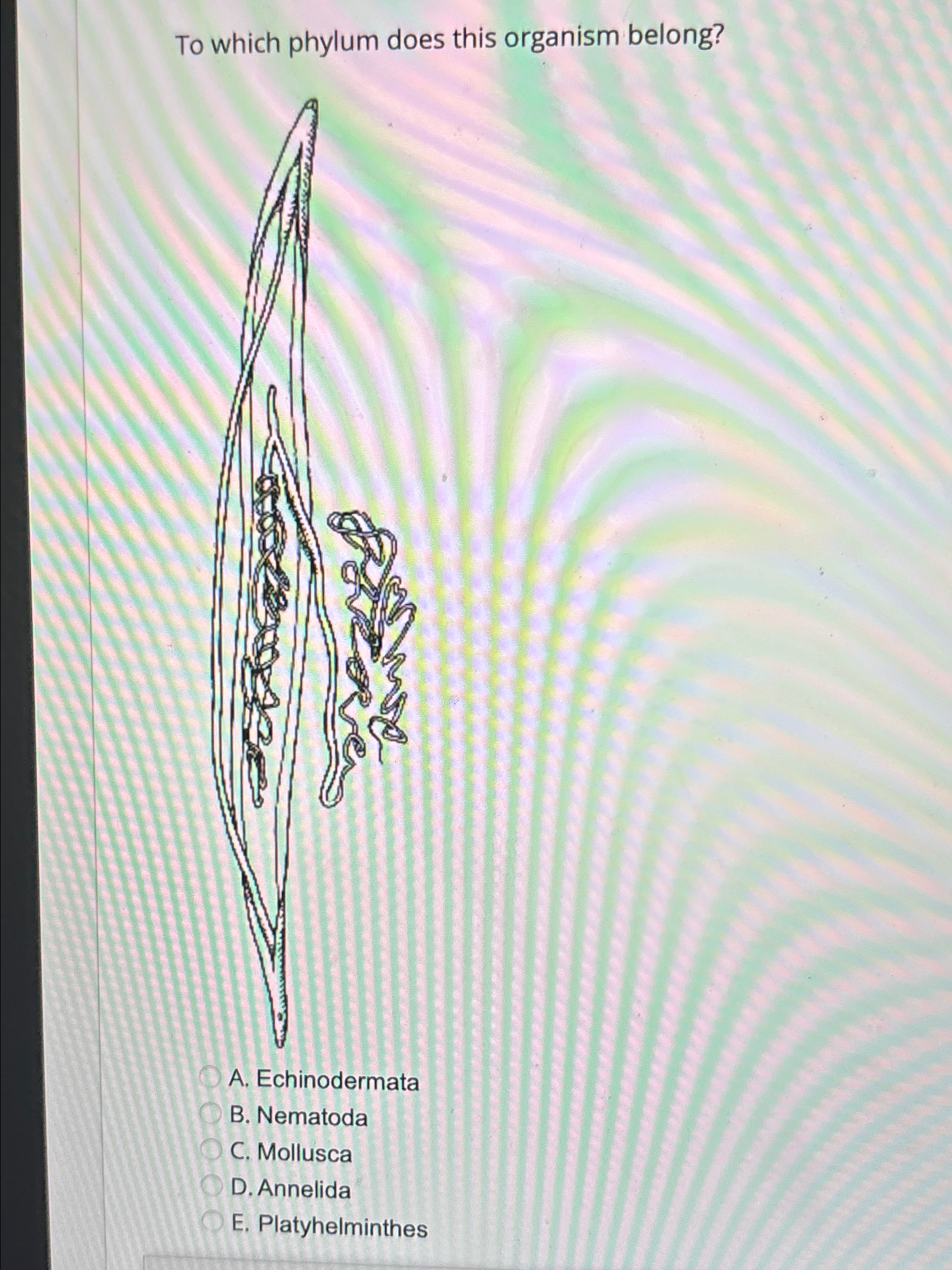 Solved To which phylum does this organism belong? ﻿A. | Chegg.com