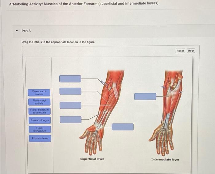 Solved Art-labeling Activity: Muscles of the Anterior | Chegg.com