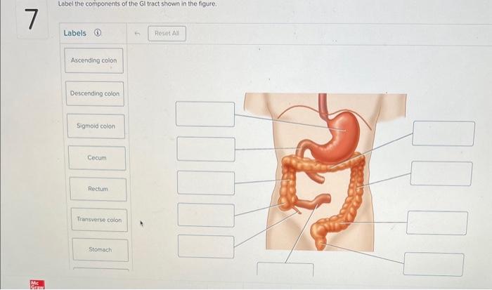 Solved Label the components of the GI tract shown in the | Chegg.com