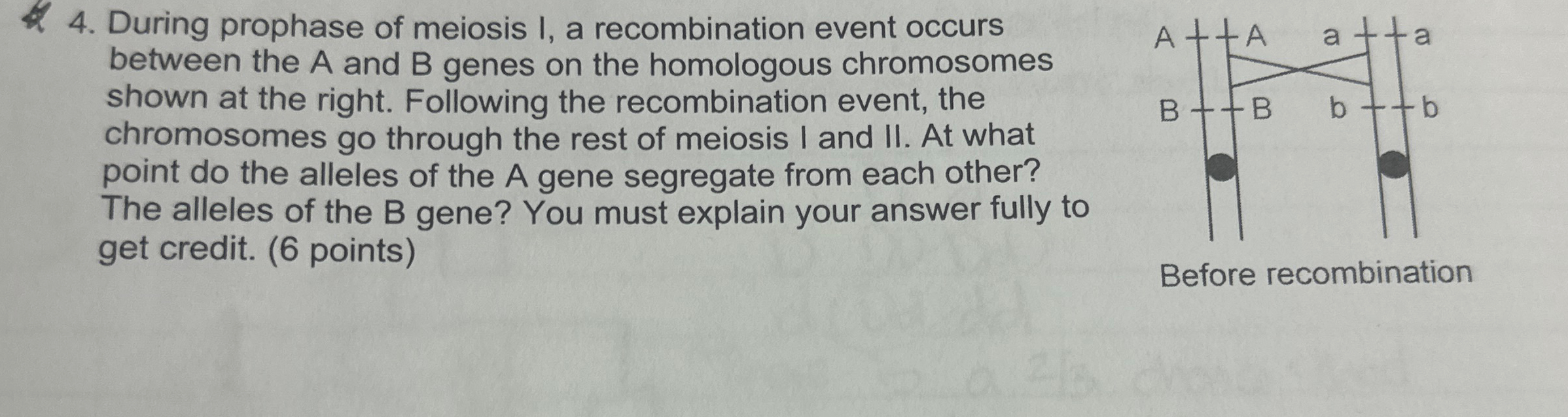 Solved During prophase of meiosis I, a recombination event | Chegg.com