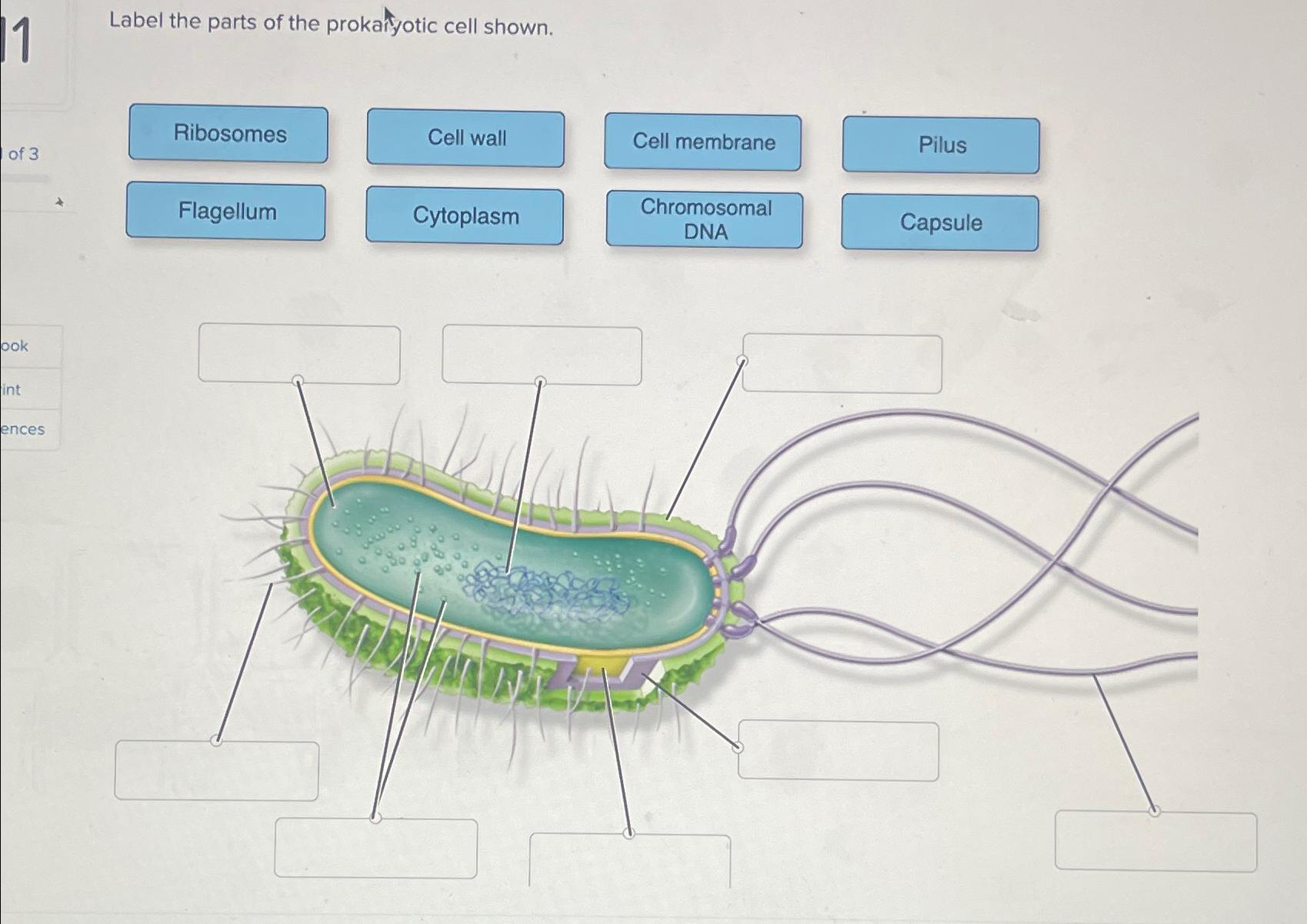 Solved 1 ﻿Label the parts of the prokaryotic cell | Chegg.com