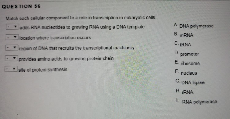 Solved QUESTION 56 Match each cellular component to a role | Chegg.com