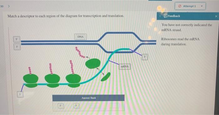 Solved 30 Attempt 1 Match a descriptor to each region of the | Chegg.com
