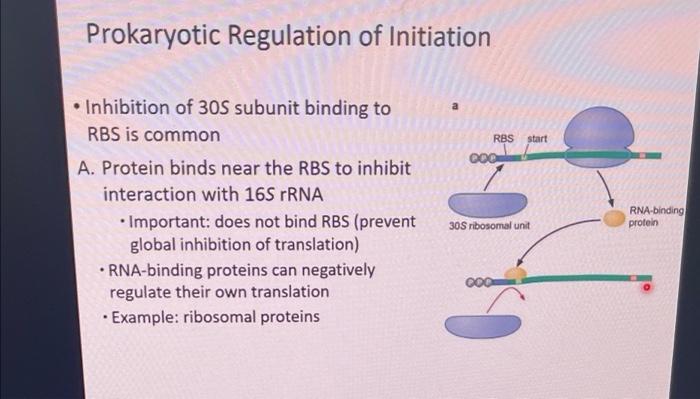 Solved Prokaryotic Regulation of Initiation RBS start 000 • | Chegg.com