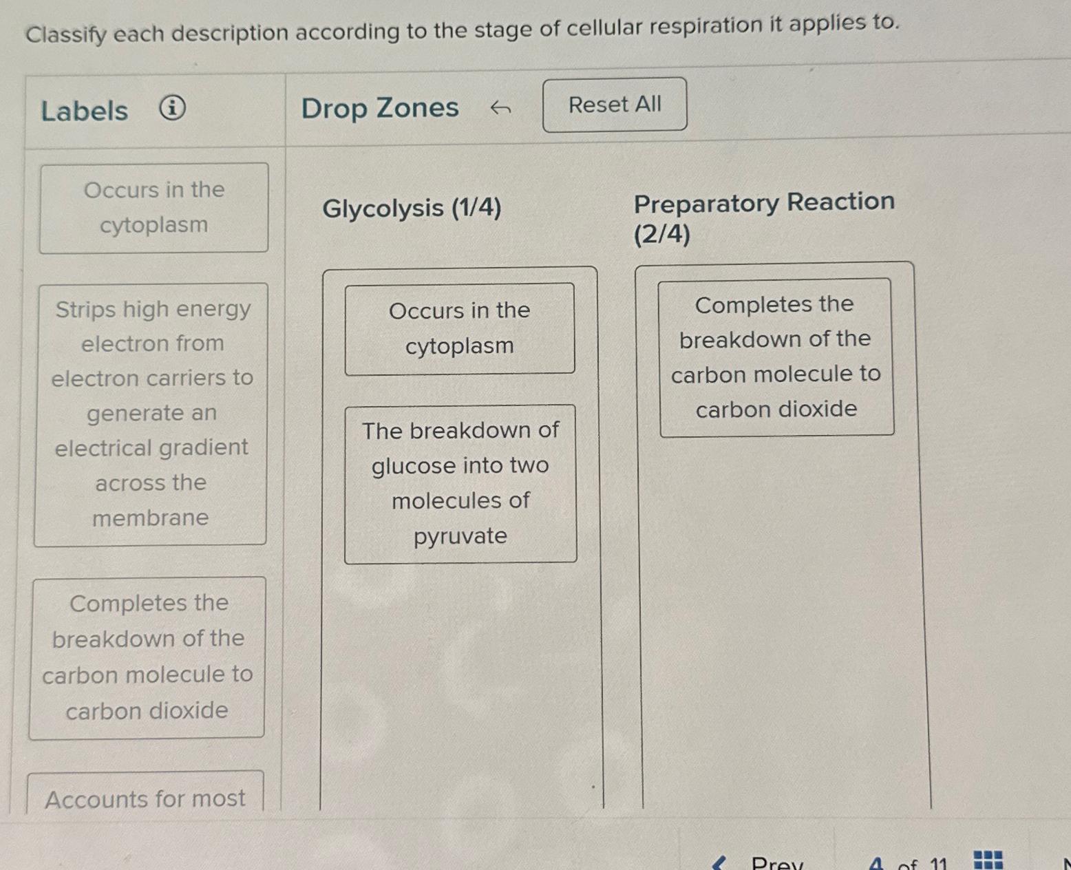 Solved Classify each description according to the stage of | Chegg.com