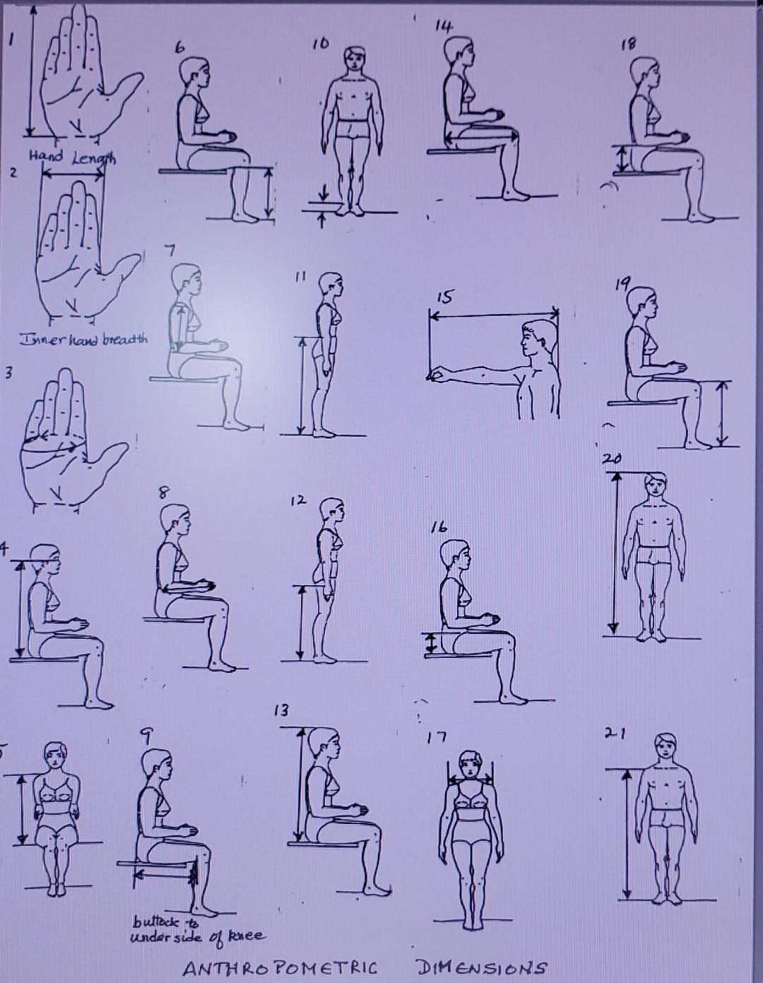 Solved Please name all anthropometric dimensions 1. Hand | Chegg.com