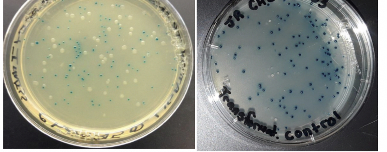 Solved b. ﻿Describe the ligation reaction. Discuss the | Chegg.com