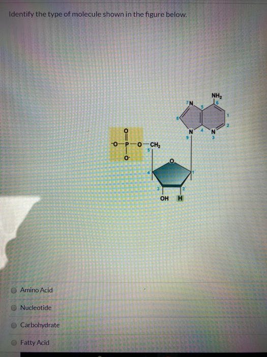 Solved Identify the type of molecule shown in the figure | Chegg.com