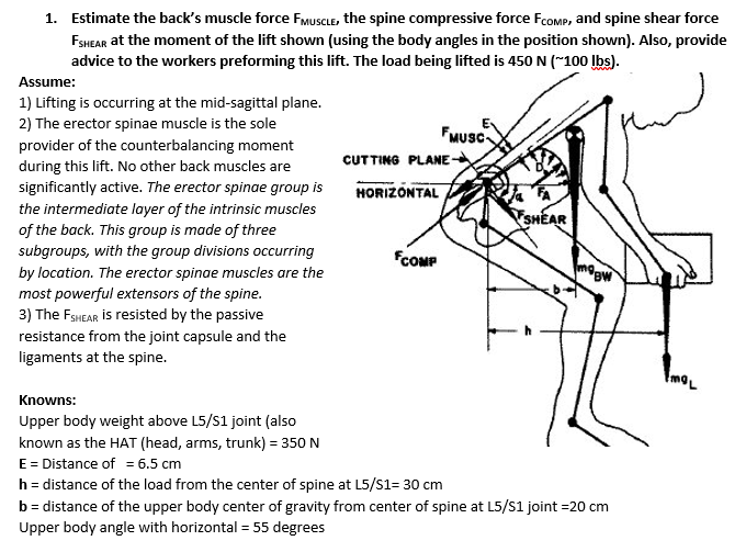 Solved Estimate the back's muscle force FMUScLE , ﻿the spine | Chegg.com