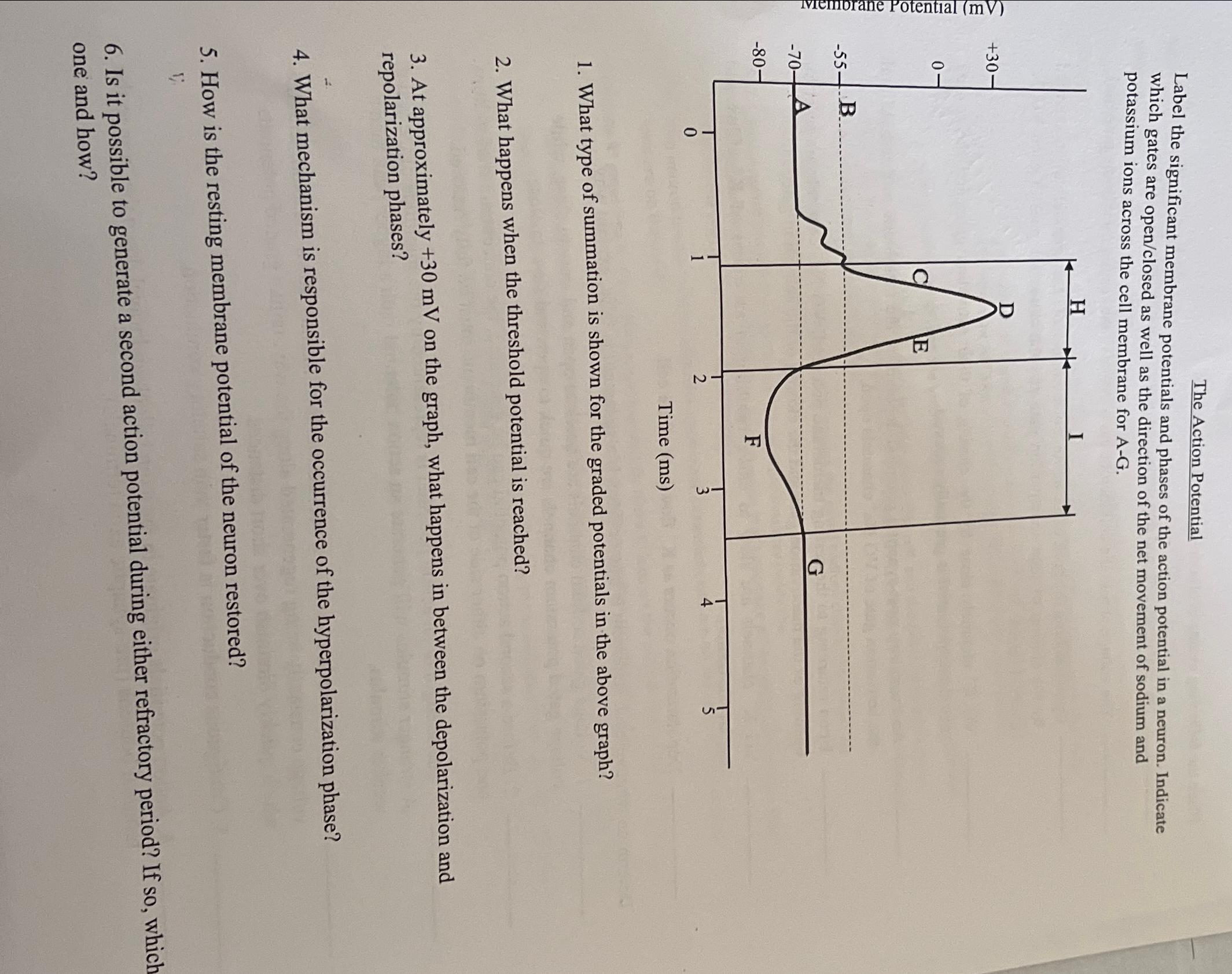 Solved The Action PotentialLabel the significant membrane | Chegg.com