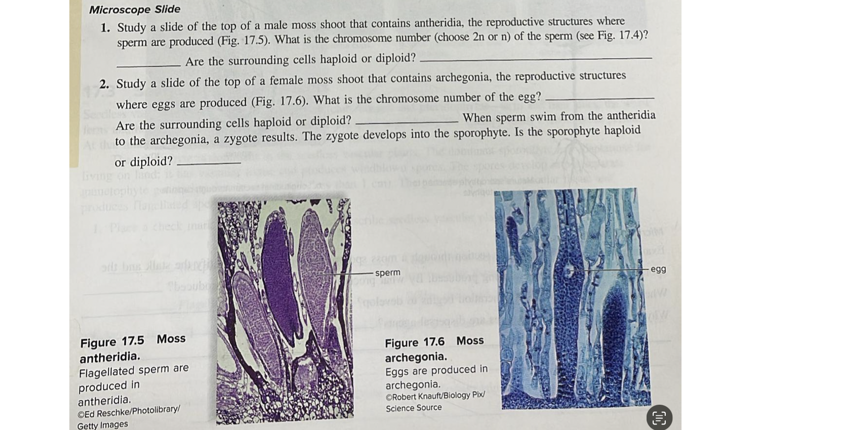 Solved Microscope SlideStudy a slide of the top of a male | Chegg.com