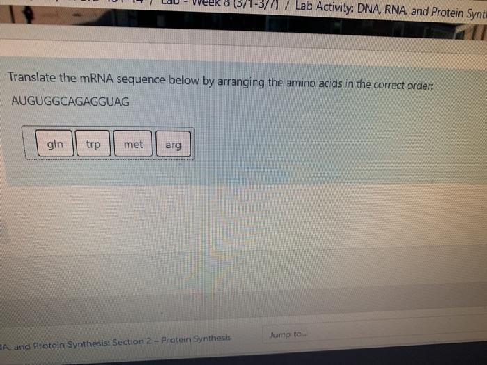 Solved 7 Lab Activity: DNA, RNA and Protein Synt Translate | Chegg.com
