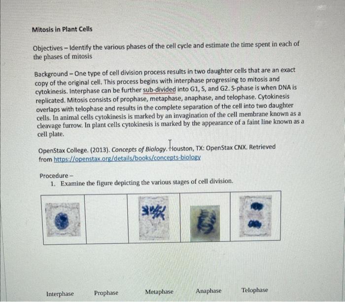 Mitosis in Plant Cells Objectives - Identify the | Chegg.com