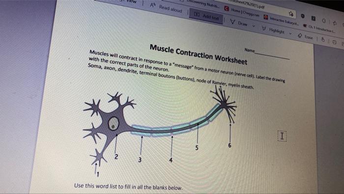 Solved A Read aloud gutt the 2001 Home Do V Dram 11 Muscle | Chegg.com