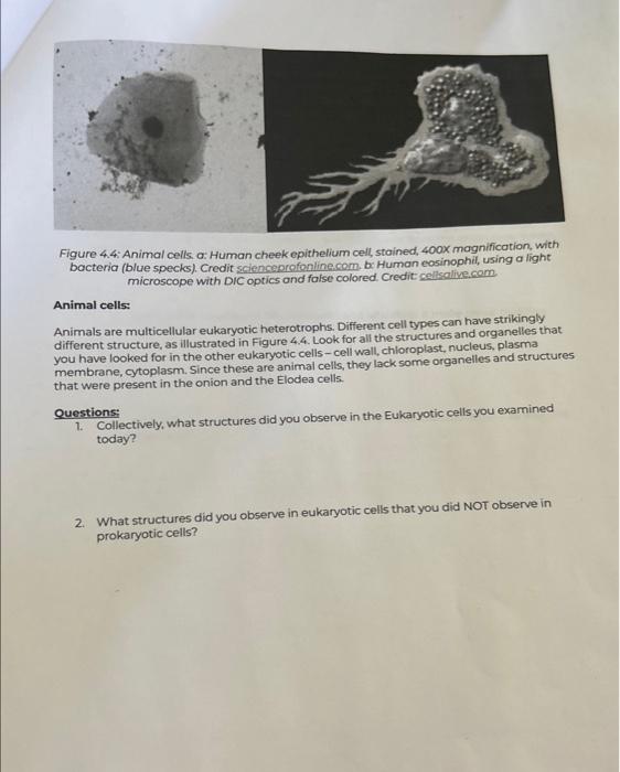 Solved Figure 4.4: Animal cells a: Human cheek epithelium | Chegg.com