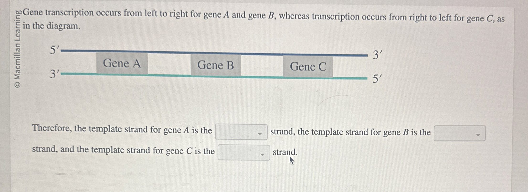 Solved Dene transcription occurs from left to right for gene | Chegg.com