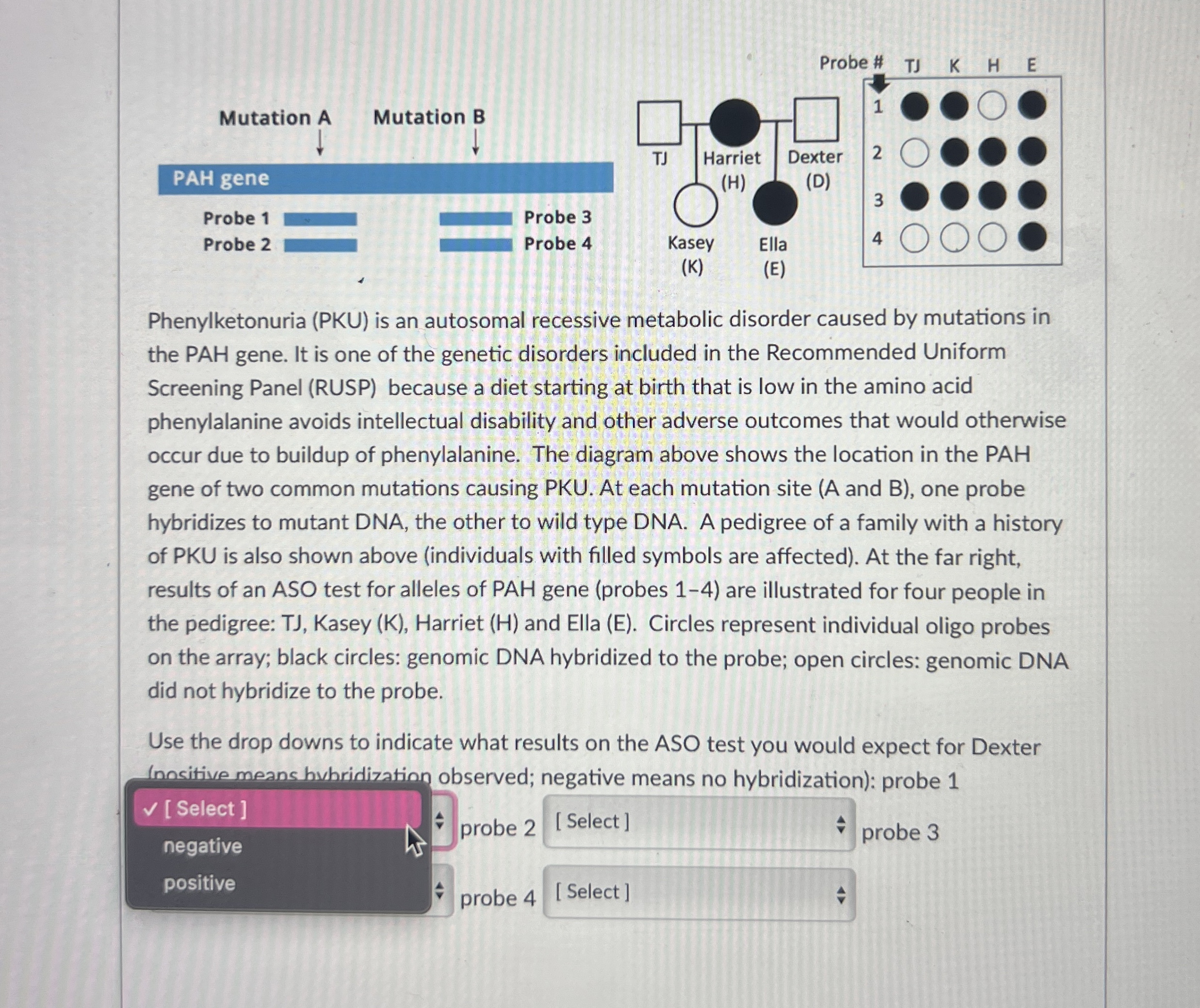 Solved Phenylketonuria (PKU) ﻿is an autosomal recessive | Chegg.com
