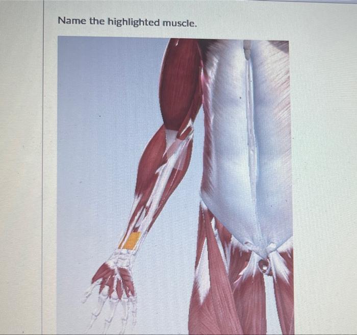 Solved Name the highlighted muscle. Name the highlighted | Chegg.com