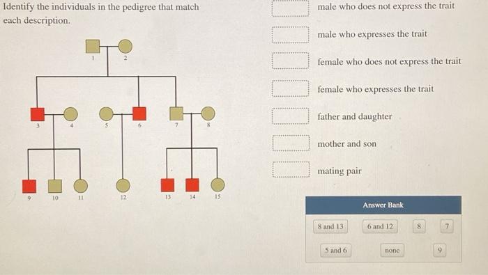 Solved Identify the individuals in the pedigree that match | Chegg.com