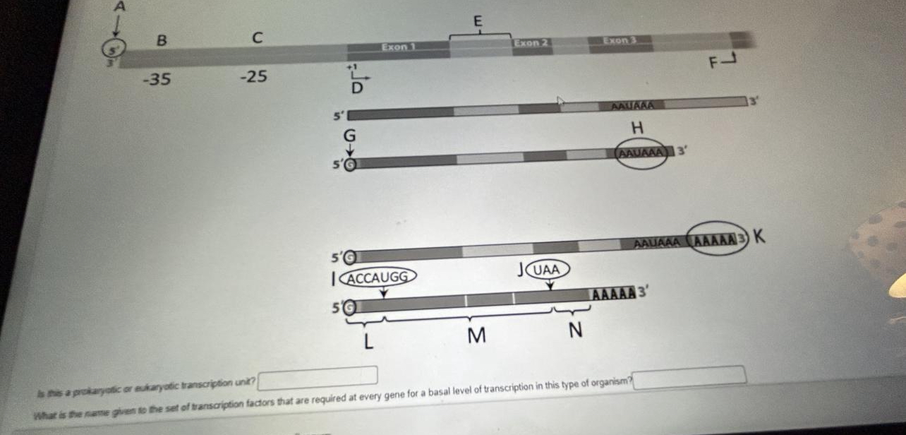 Solved Which letters on the above diagram correspond to the | Chegg.com