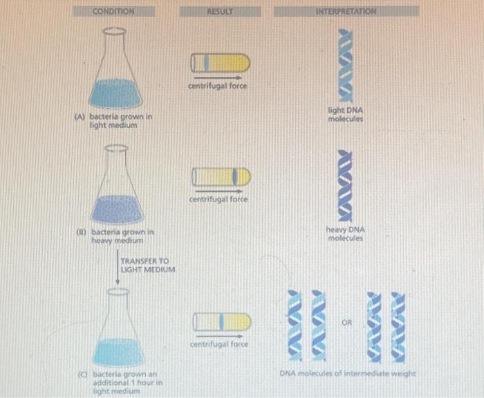 Solved In the original Meselson-Stahl experiment shown | Chegg.com