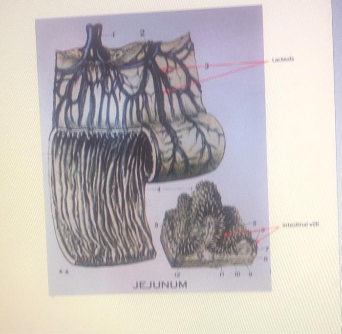 Solved UPPER ILEUM 10 X5 tattet JF JUNUM | Chegg.com