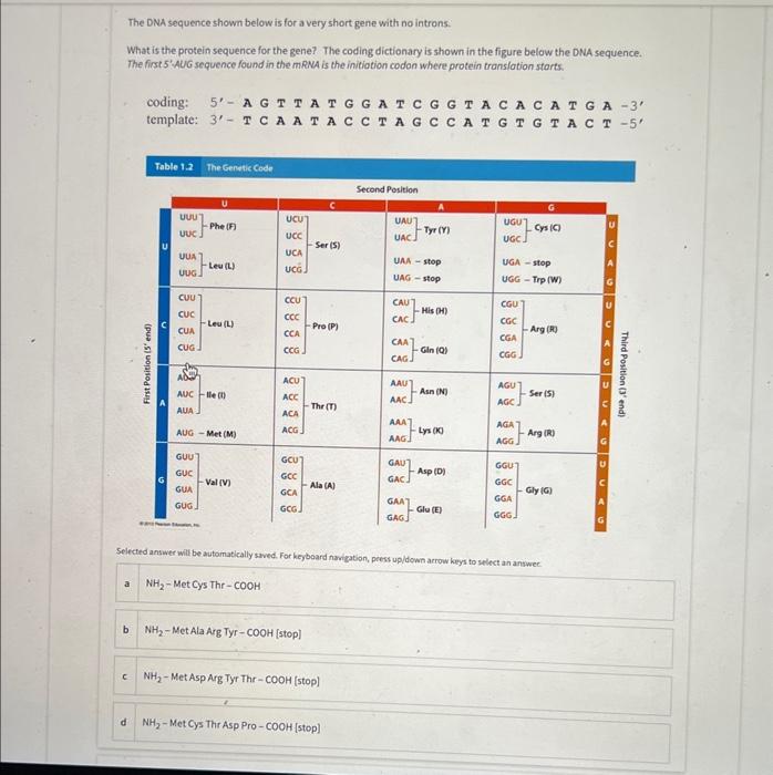 Solved The DNA sequence shown below is for a very short gene | Chegg.com