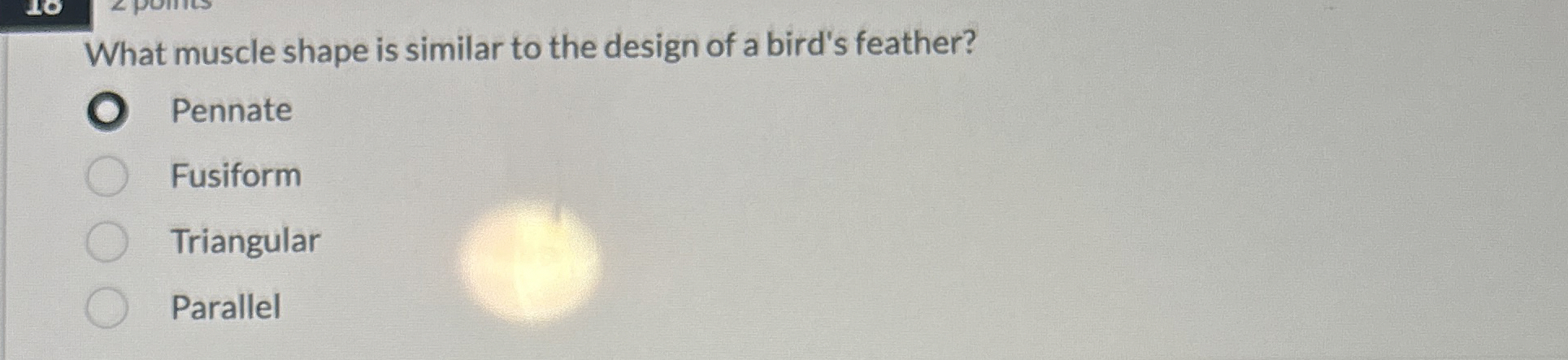 Solved What muscle shape is similar to the design of a | Chegg.com