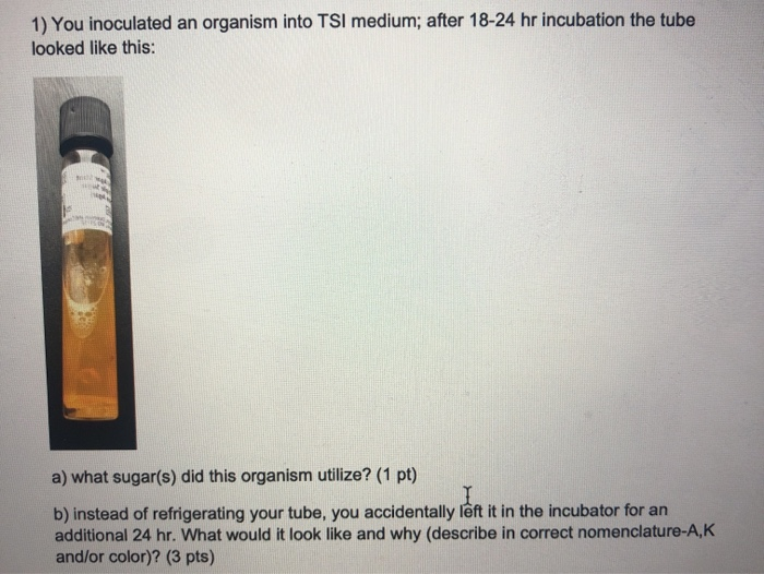 Solved 1) You inoculated an organism into TSI medium; after | Chegg.com