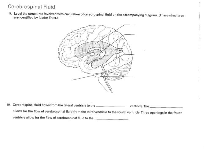 Solved Cerebrospinal Fluid 9. Label the structures involved | Chegg.com